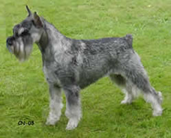 Argenta Standard Schnauzers - Photoalbum, SSPK Show in Stockholm 2004