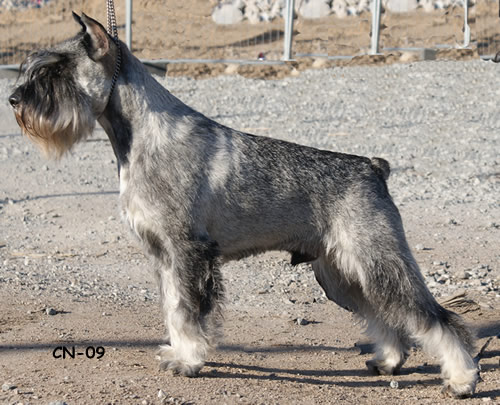 Kennel Argenta - Standard Schnauzers Pepper & Salt - Borodatij Djavol ...