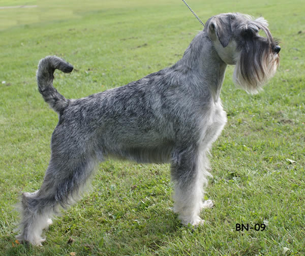 Kennel Argenta - Standard Schnauzers Pepper & Salt - Argenta's Brittany