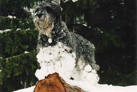 Argenta Standard Schnauzers