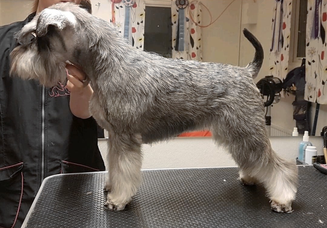 Argenta’s Mini Lynx – Kennel Argenta