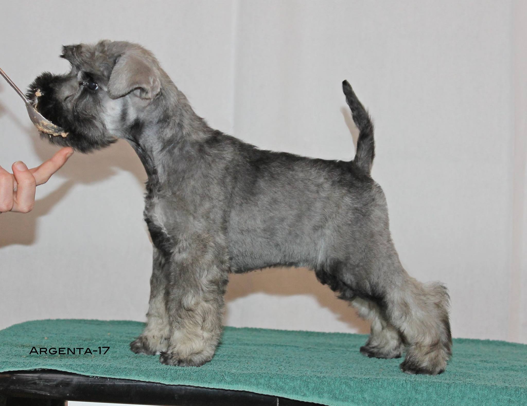 Argenta’s Mini Lynx – Kennel Argenta