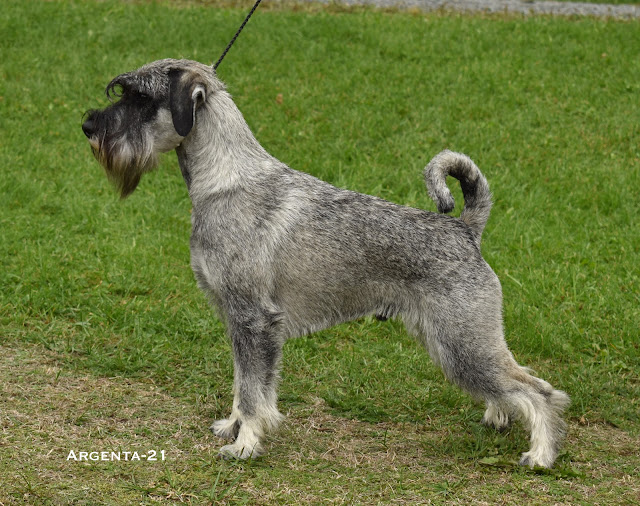 Standard Schnauzers | Kennel Argenta
