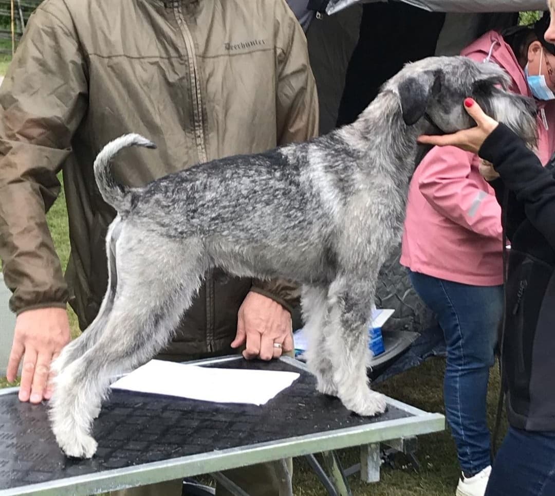 Standard Schnauzers | Kennel Argenta