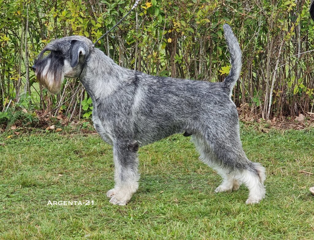 Argenta’s Yoshua – Kennel Argenta