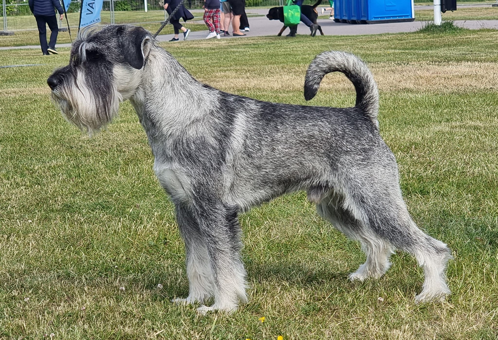 Standard Schnauzers – Kennel Argenta