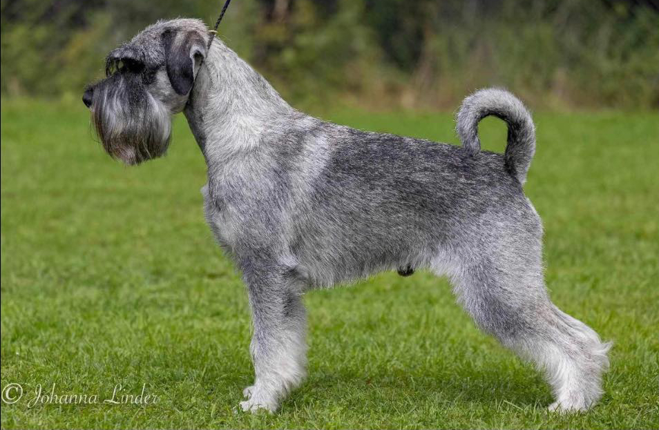 Standard Schnauzers – Kennel Argenta