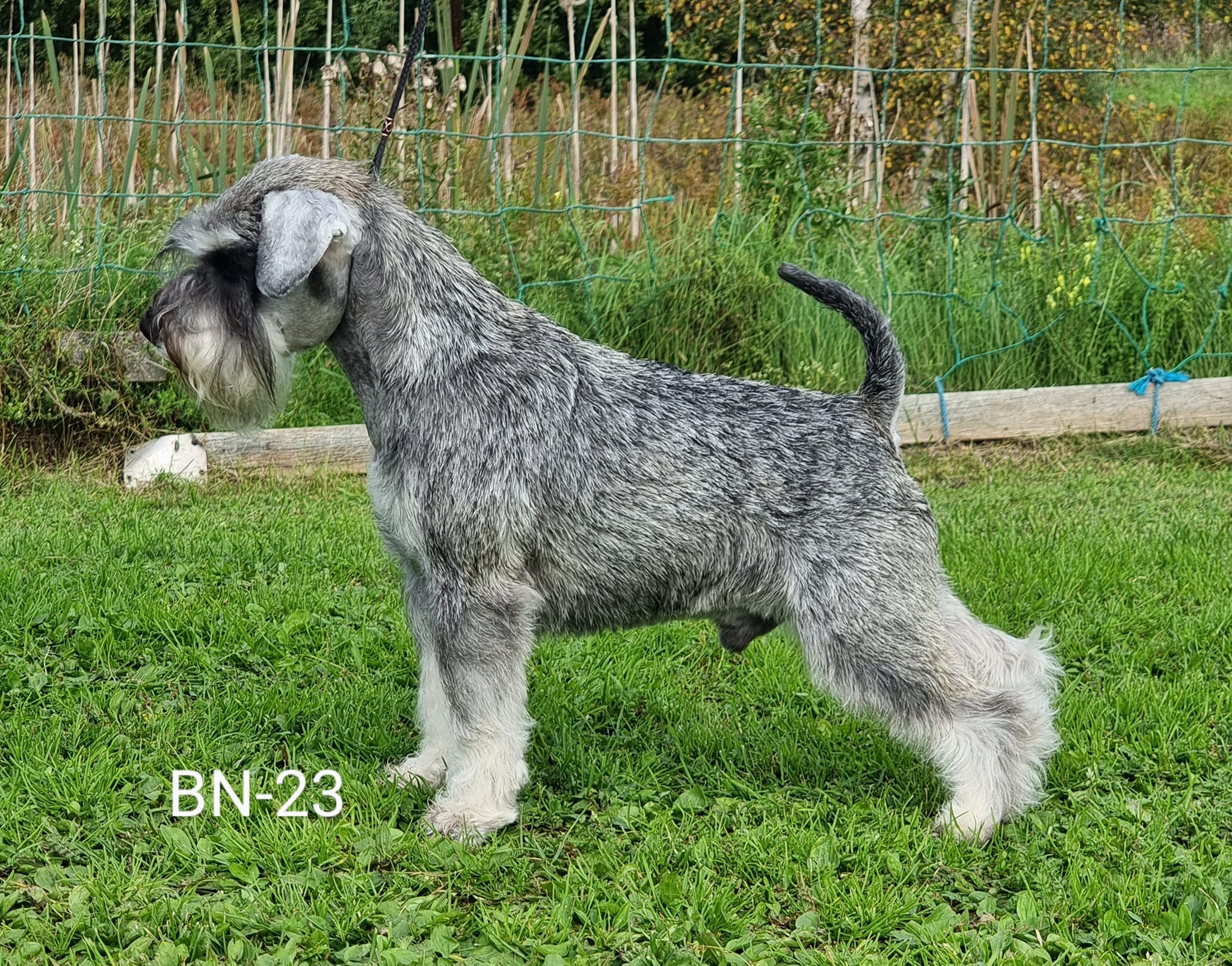 Miniature Schnauzers – Kennel Argenta